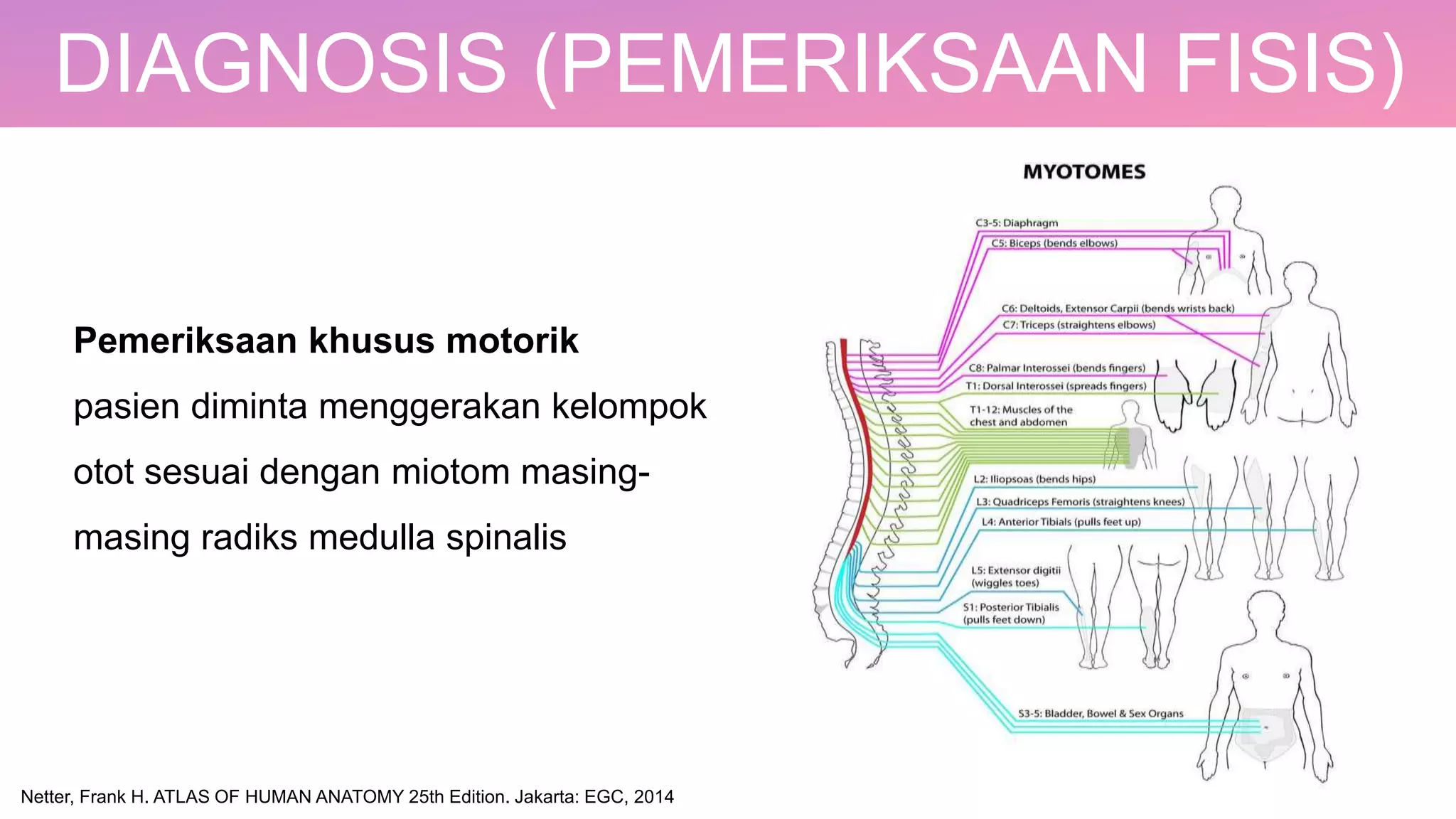 Copy_of_Spinal_Cord_Injury.pptx