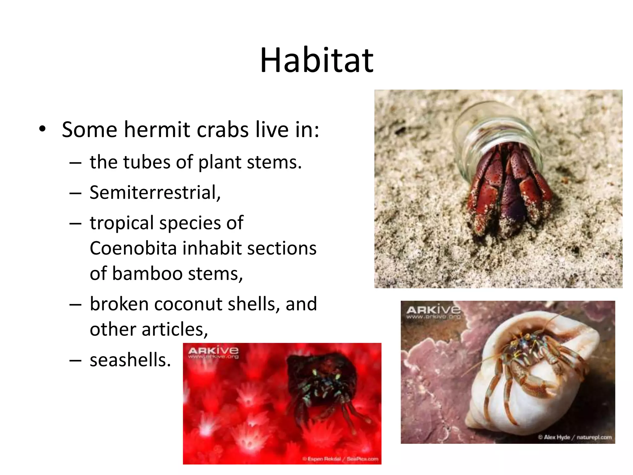 Hermit crabs | PPTX