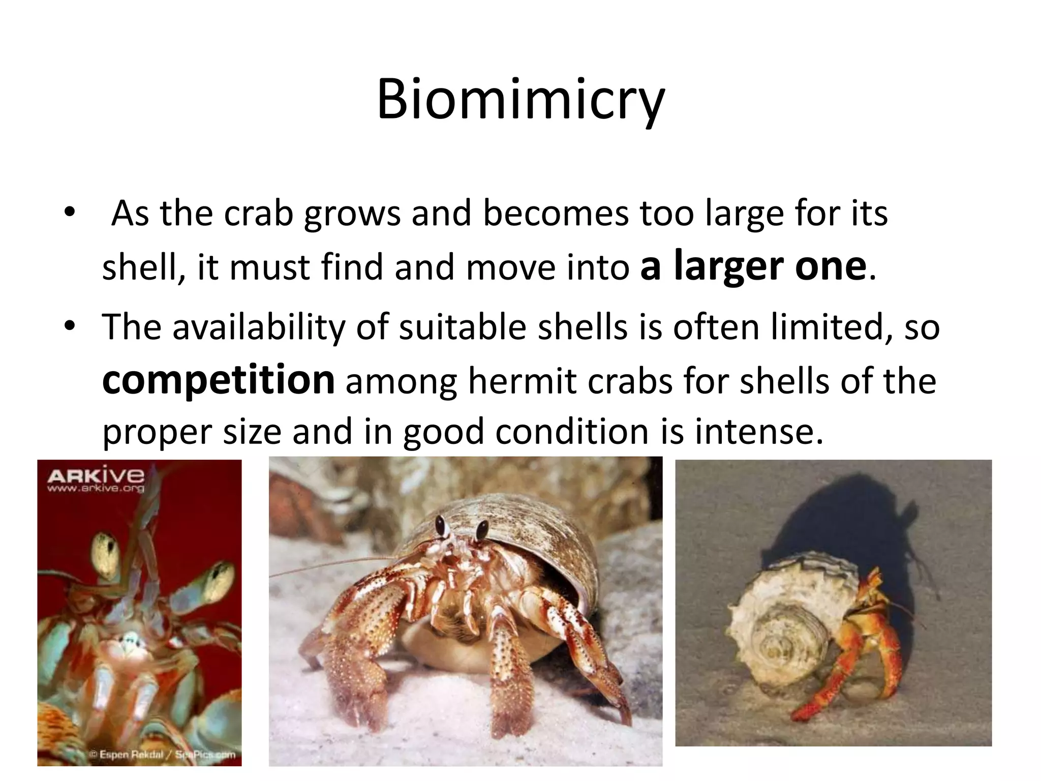 Hermit crabs | PPTX