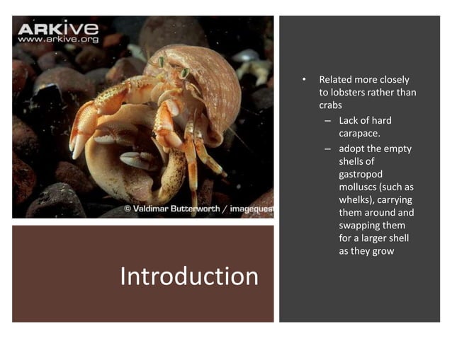 Hermit crabs | PPTX
