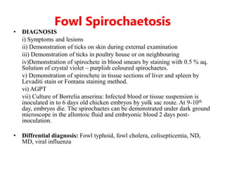 VPP 13. Fowl spirochaetosis.(Avian tick Paralysis)pdf | PDF