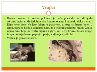 Vrabac, Petra Dilparić | PPTX