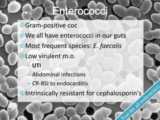 VRE 7th GCC | PPTX | Infectious Diseases | Diseases and Conditions