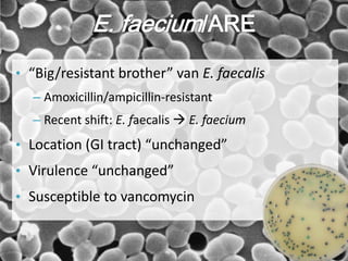 VRE 7th GCC | PPTX | Infectious Diseases | Diseases and Conditions