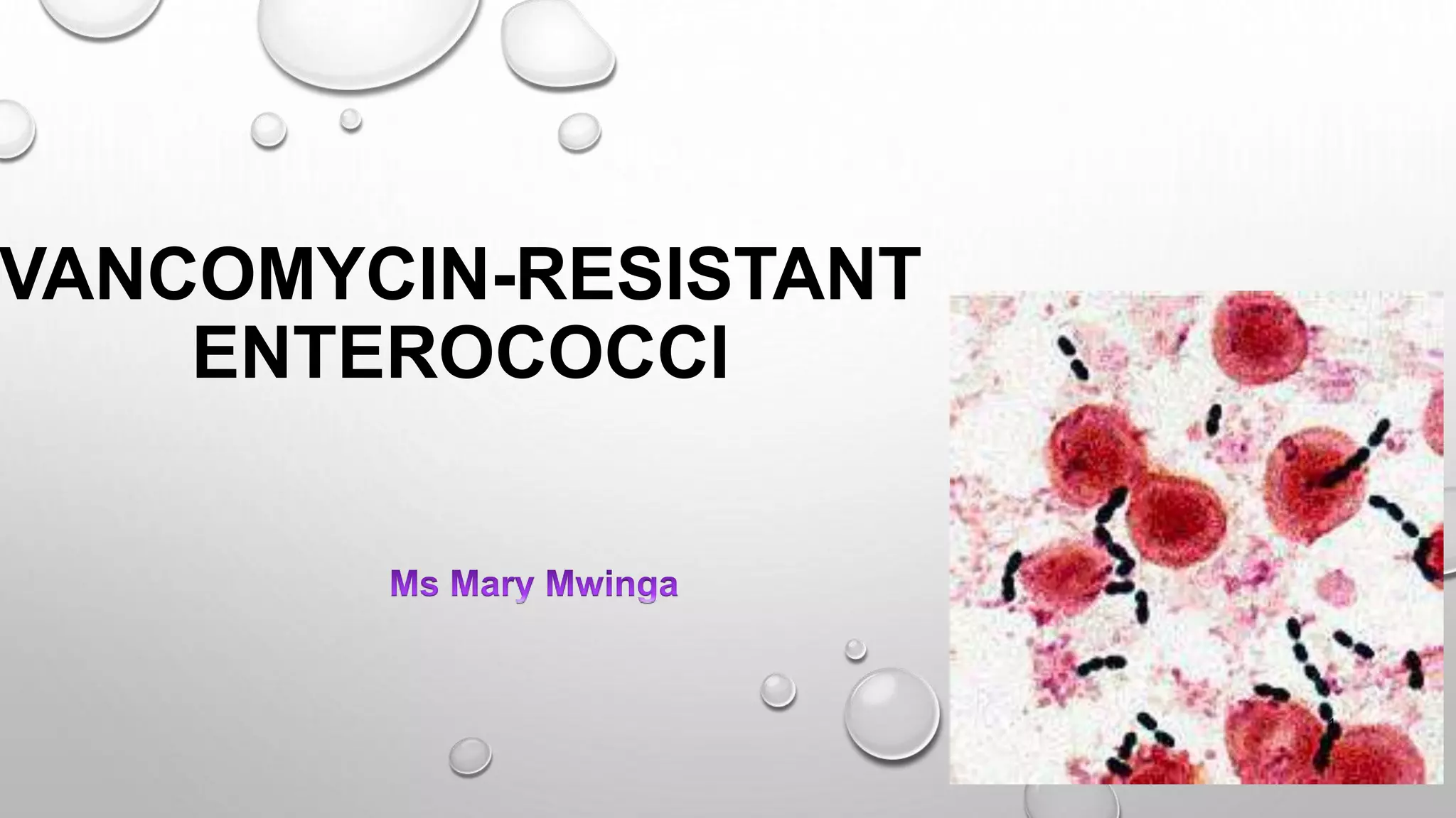 Vancomycin-Resistant Enterococci | PPTX