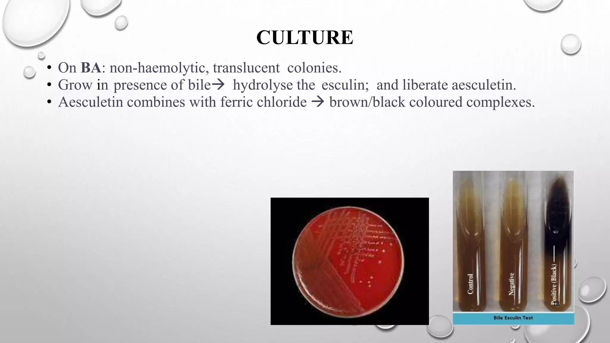 Vancomycin-Resistant Enterococci | PPTX