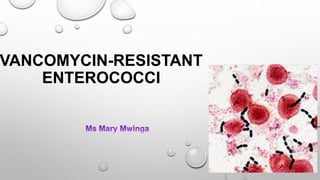Vancomycin-Resistant Enterococci | PPTX
