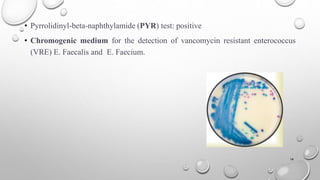 Vancomycin-Resistant Enterococci | PPTX