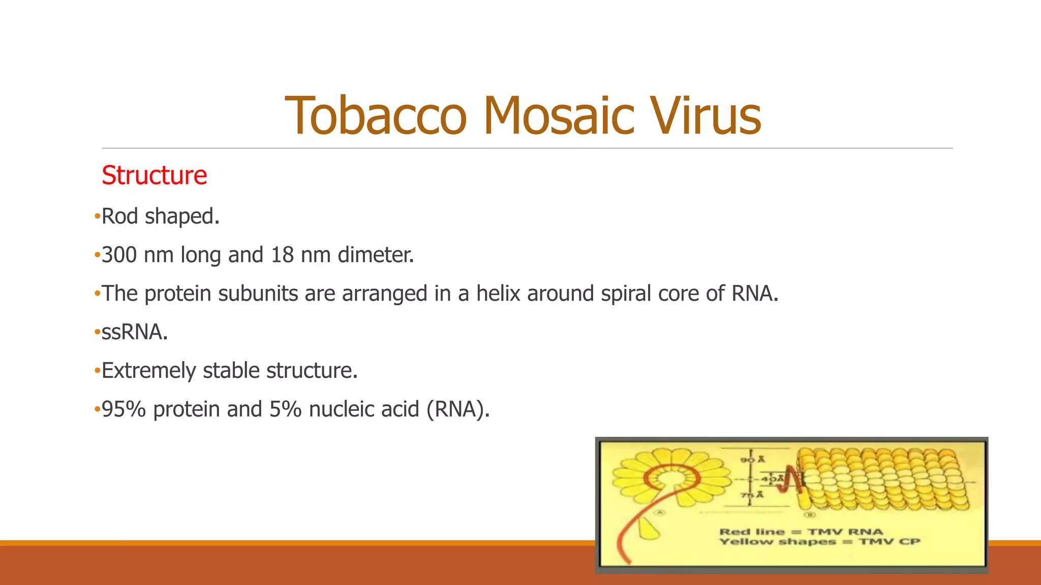 Structure of Plant Viruses | PPTX