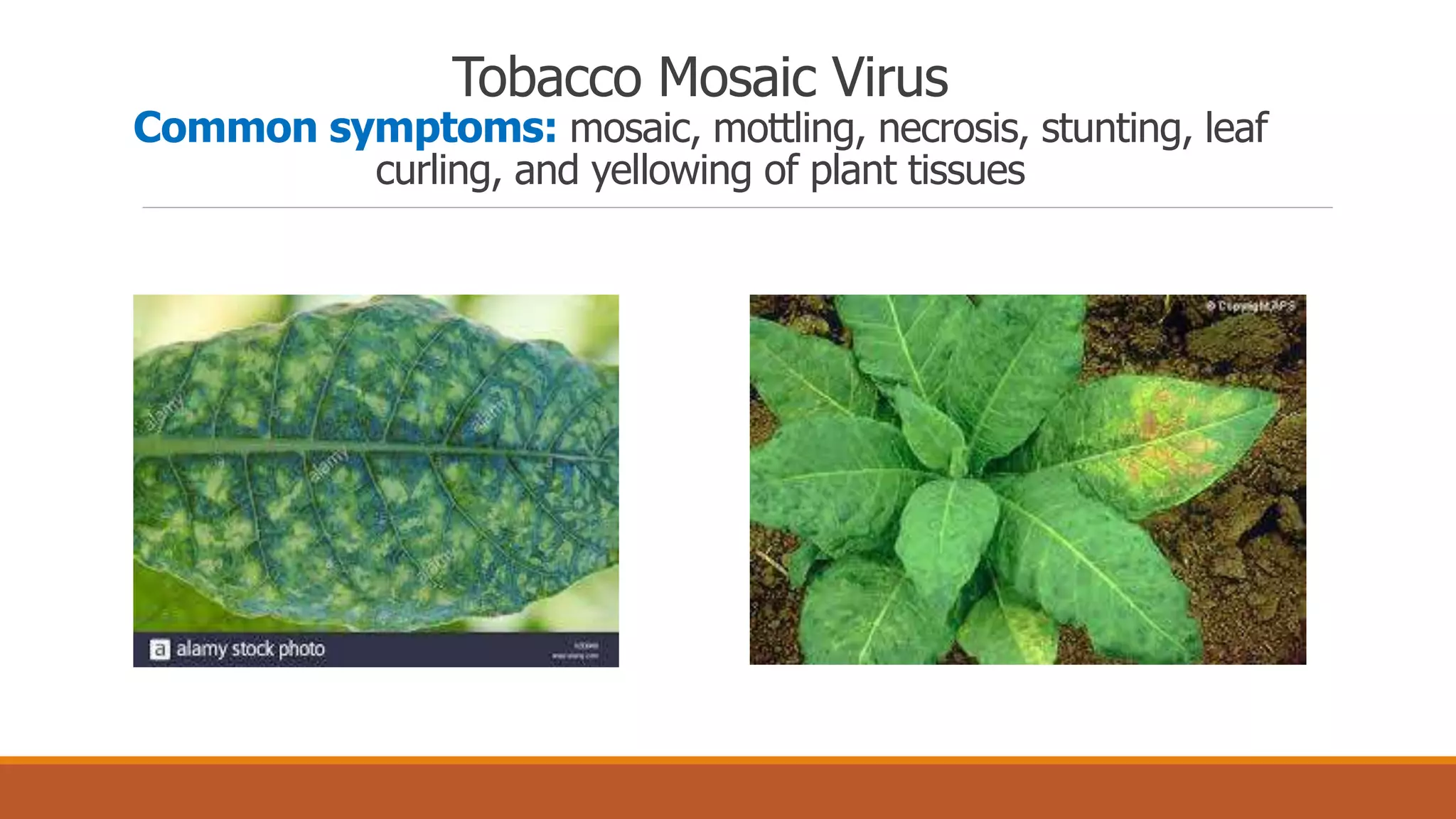 Structure of Plant Viruses | PPTX