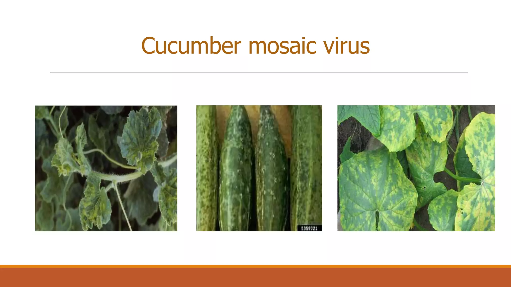Structure of Plant Viruses | PPTX
