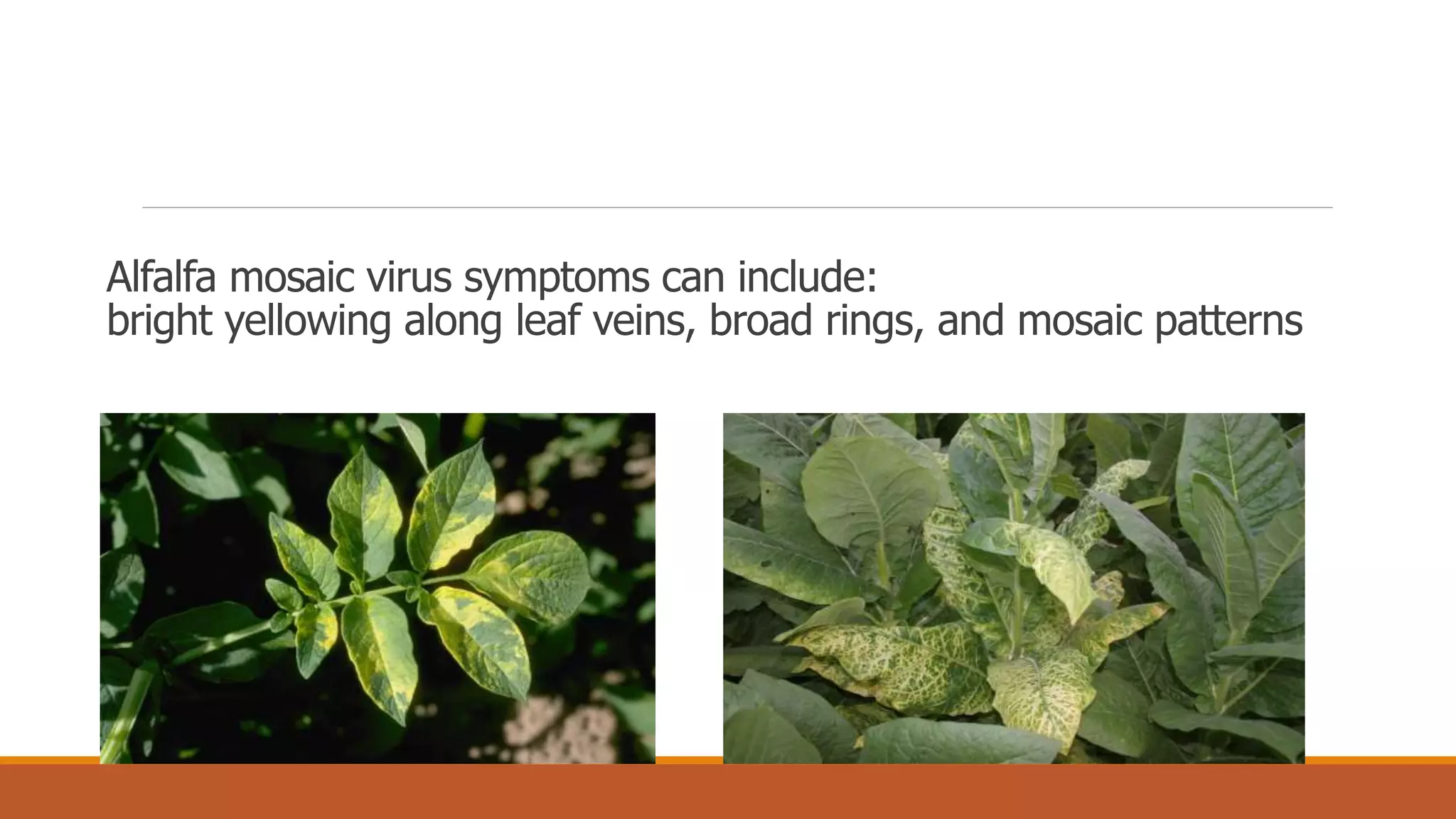 Structure of Plant Viruses | PPTX