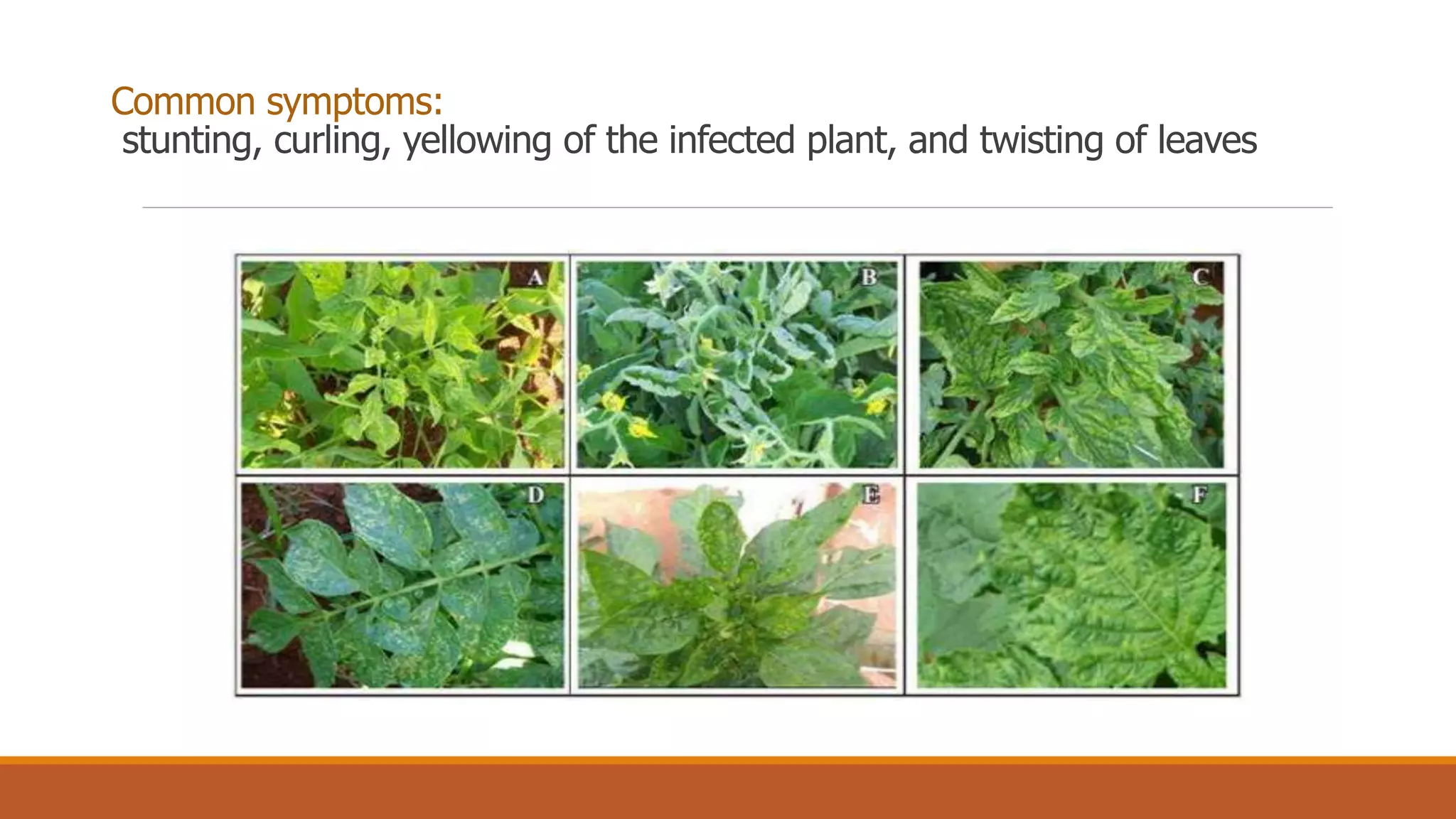Structure of Plant Viruses | PPTX