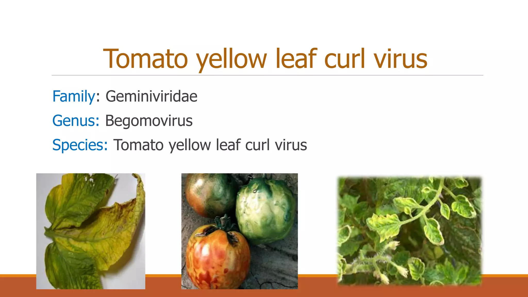Structure of Plant Viruses | PPTX