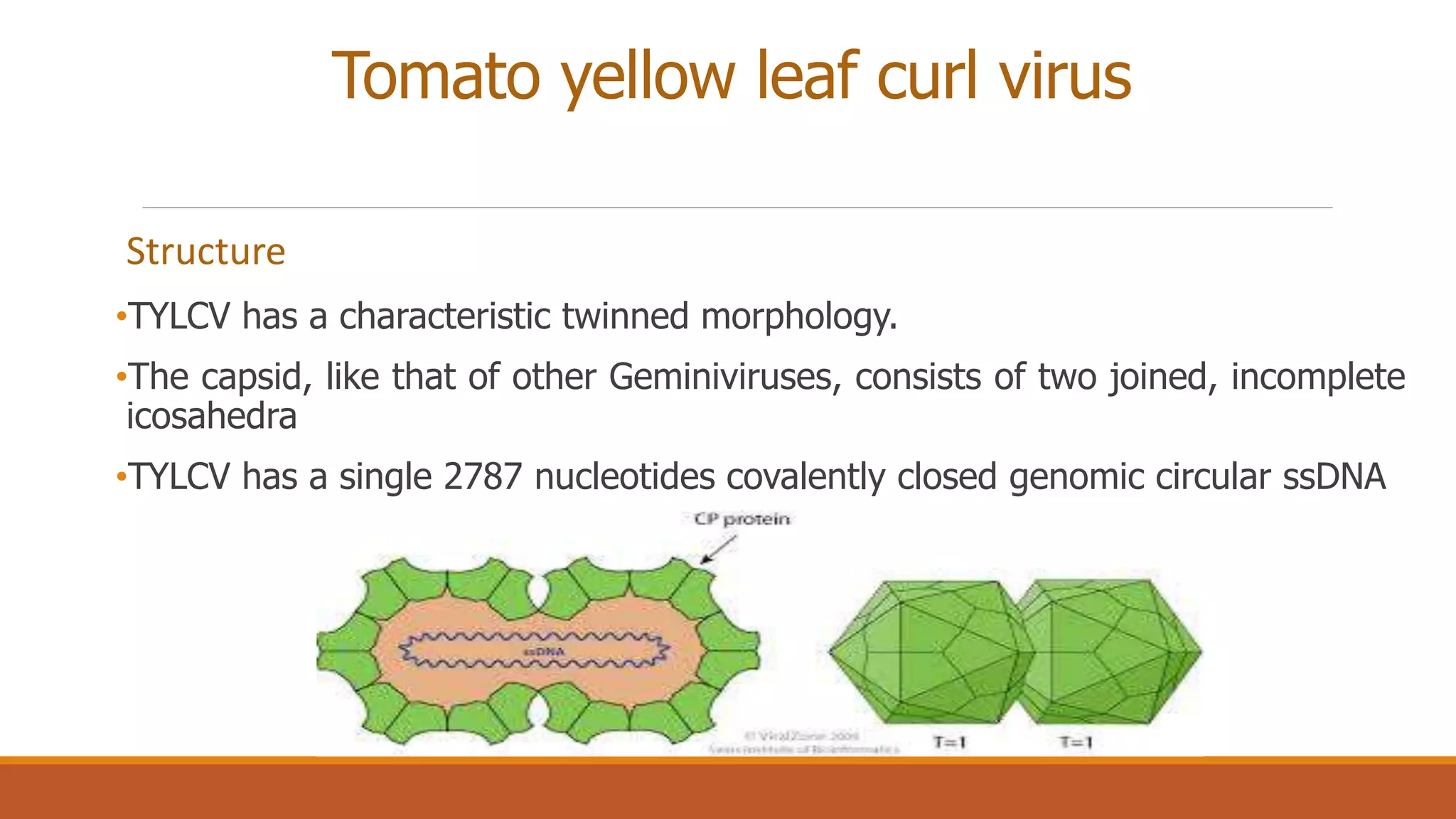 Structure of Plant Viruses | PPTX