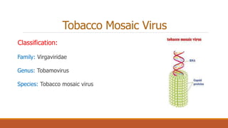 Structure of Plant Viruses | PPTX
