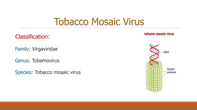 Structure of Plant Viruses | PPT