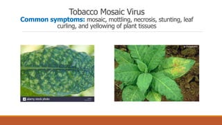 Structure of Plant Viruses | PPTX