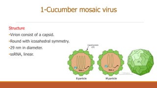 Structure of Plant Viruses | PPT