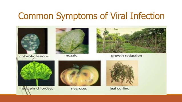 Structure of Plant Viruses | PPT