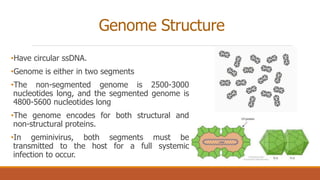 Structure of Plant Viruses | PPT
