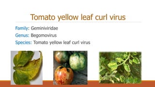 Structure of Plant Viruses | PPTX