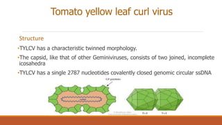 Structure of Plant Viruses | PPT