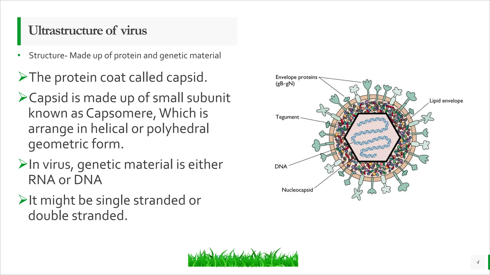 Properties of virus(Ultrastructure and types of virus) | PDF