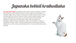 Vrste mačaka u najzivijem svetu sa sveta.pdf