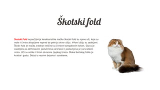 Vrste mačaka u najzivijem svetu sa sveta.pdf