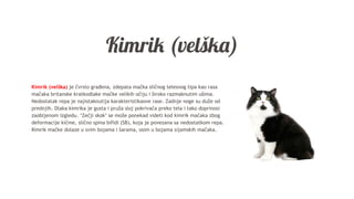 Vrste mačaka u najzivijem svetu sa sveta.pdf