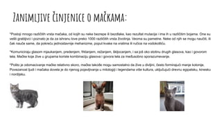 Vrste mačaka u najzivijem svetu sa sveta.pdf