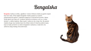 Vrste mačaka u najzivijem svetu sa sveta.pdf