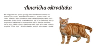 Vrste mačaka u najzivijem svetu sa sveta.pdf