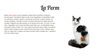 Vrste mačaka u najzivijem svetu sa sveta.pdf