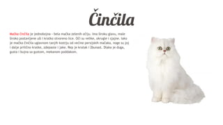 Vrste mačaka u najzivijem svetu sa sveta.pdf