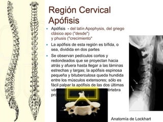 Vértebras cervicales | PPTX