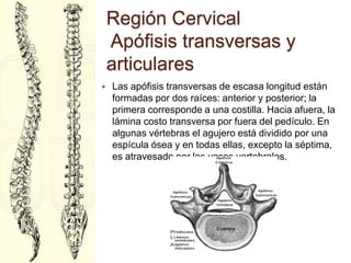 Vértebras cervicales | PPTX