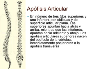 Vértebras cervicales | PPTX