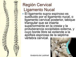 Vértebras cervicales | PPTX