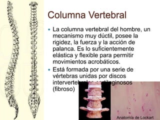 Vértebras cervicales | PPTX
