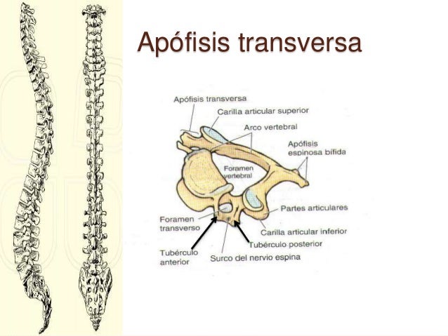 Vértebras cervicales