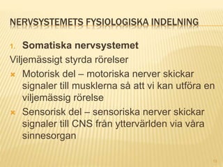 Vårt fantastiska nervsystem ny version | PPTX | Brain and Nervous ...