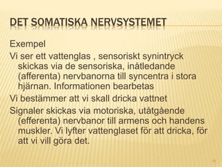 Vårt fantastiska nervsystem ny version | PPTX | Brain and Nervous ...