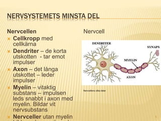 Vårt fantastiska nervsystem ny version | PPT