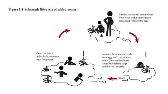 oplan alis bulate | PPTX