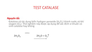 VS - TH - Bài 8. Định danh cầu khuẩn Gram dương (1).pdf