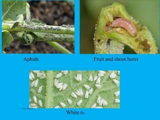 Breeding for insect pest stress in vegetable crops | PPTX | Agriculture ...