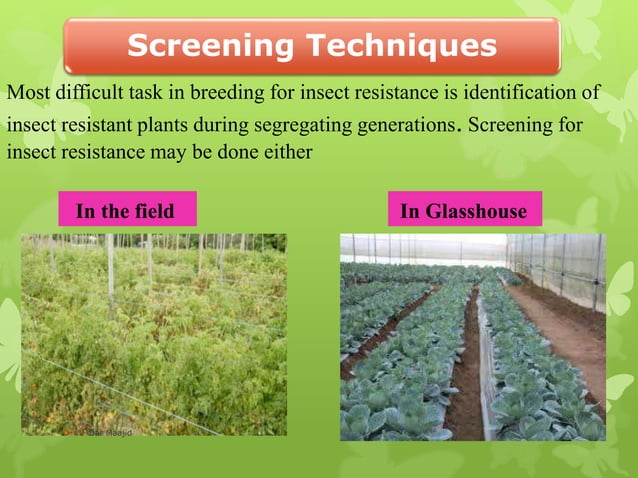 Breeding for insect pest stress in vegetable crops | PPTX | Agriculture ...