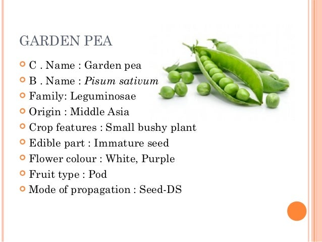 Garden Pea Seed Scientific Name | Fasci Garden